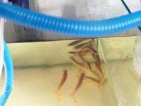 Menyelamatkan Siluk Terakhir di Empangau