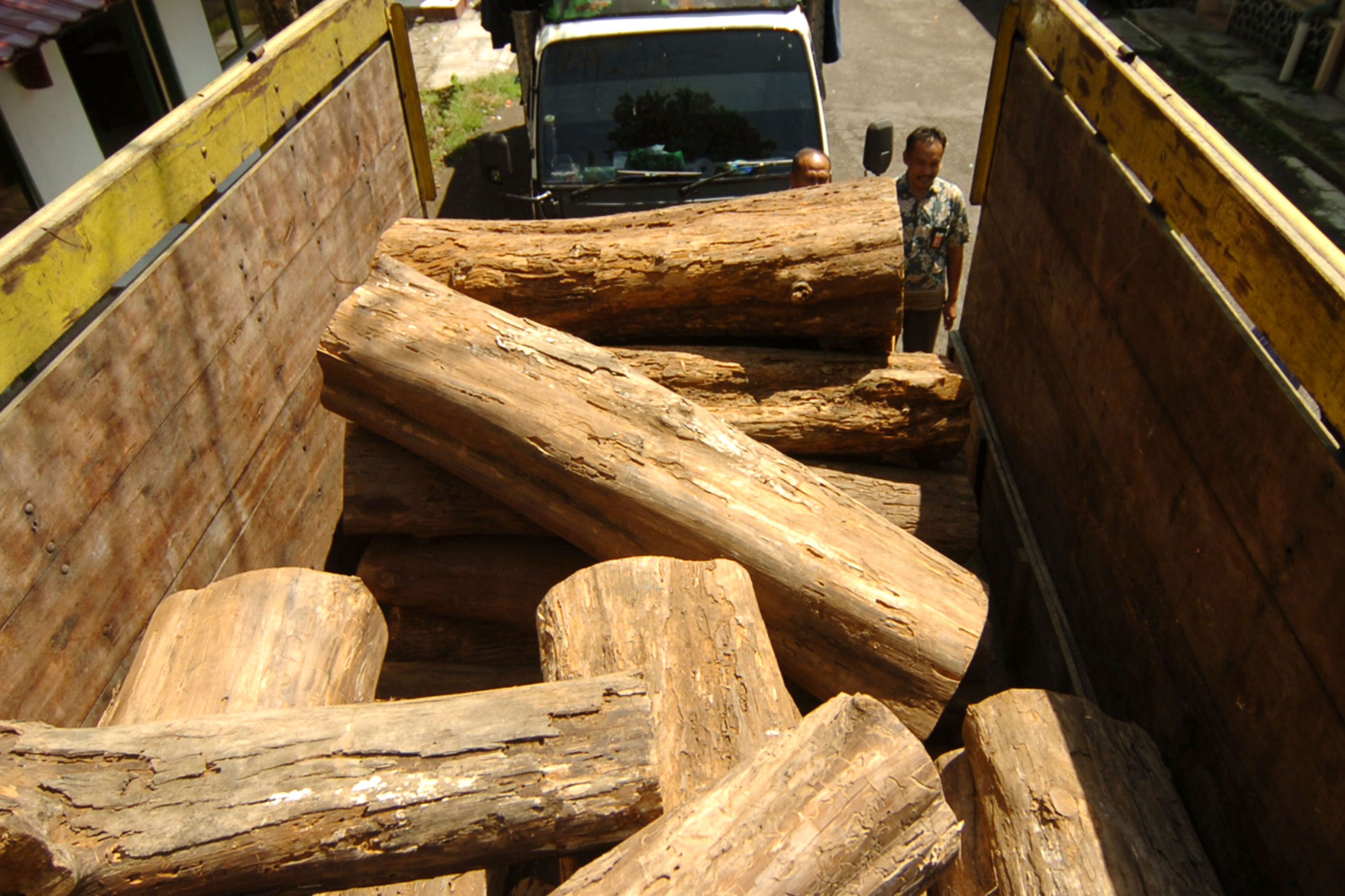 Pencurian Kayu Sonokeling Marak di Kawasan Hutan Timor Tengah Utara