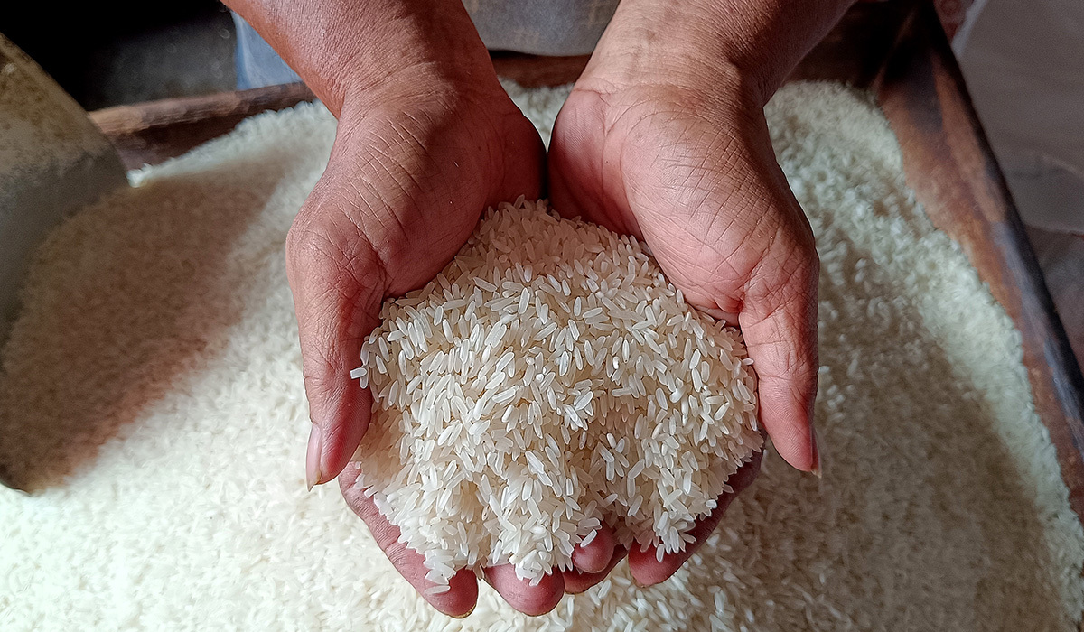 Panen Raya belum Bisa Tekan Harga Beras