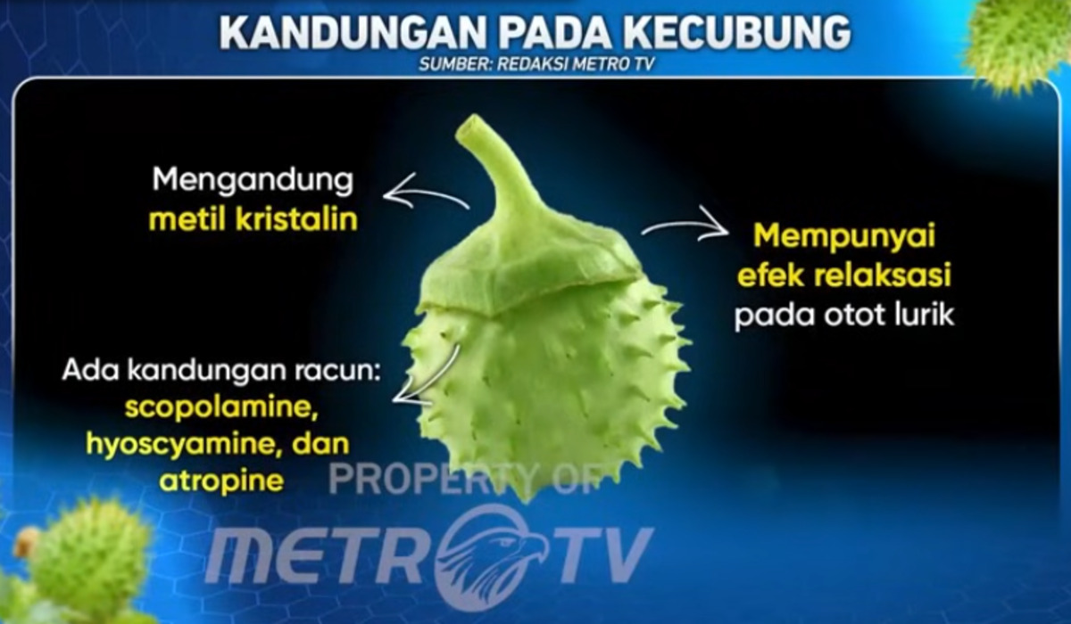 2 Sisi Kecubung, Tumbuhan dengan Zat Halusinogen yang Bisa Jadi Obat ...