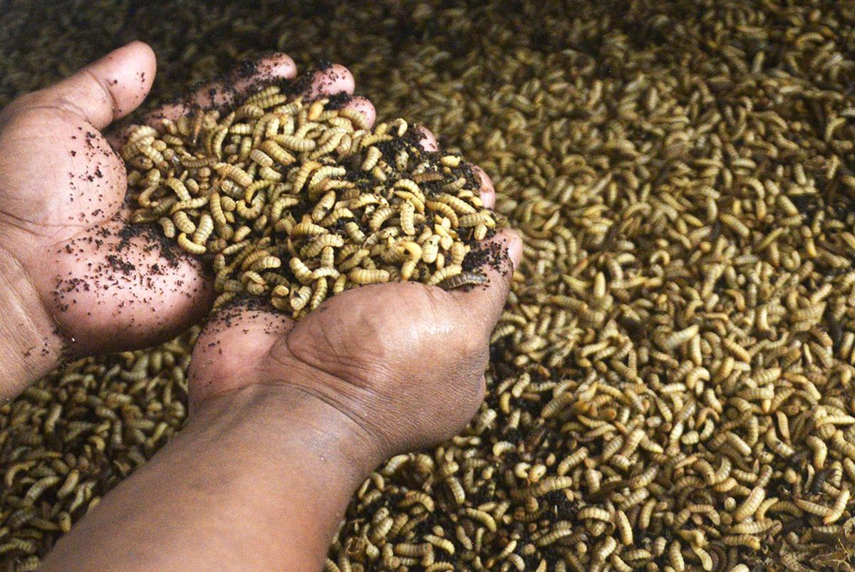 Budidaya Ulat Maggot