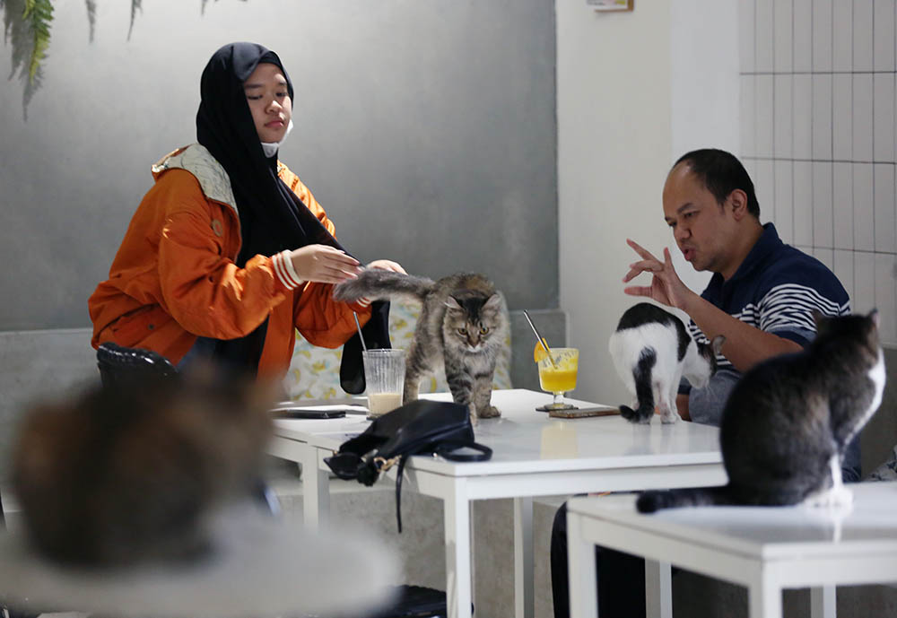 Kafe Pecinta Kucing
