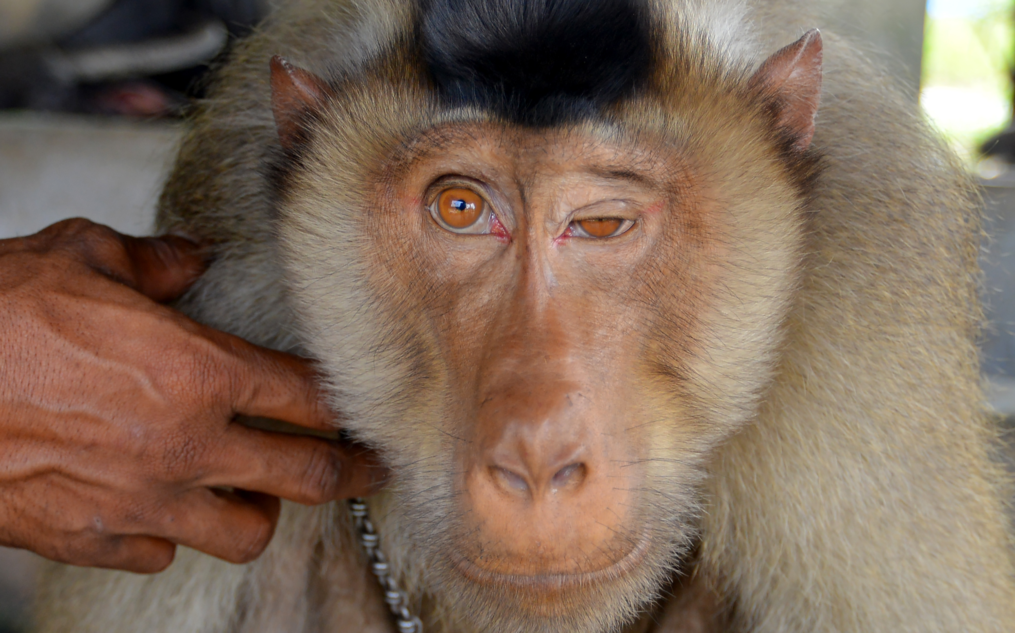 Pusat pelatihan Beruk di Padangpariaman