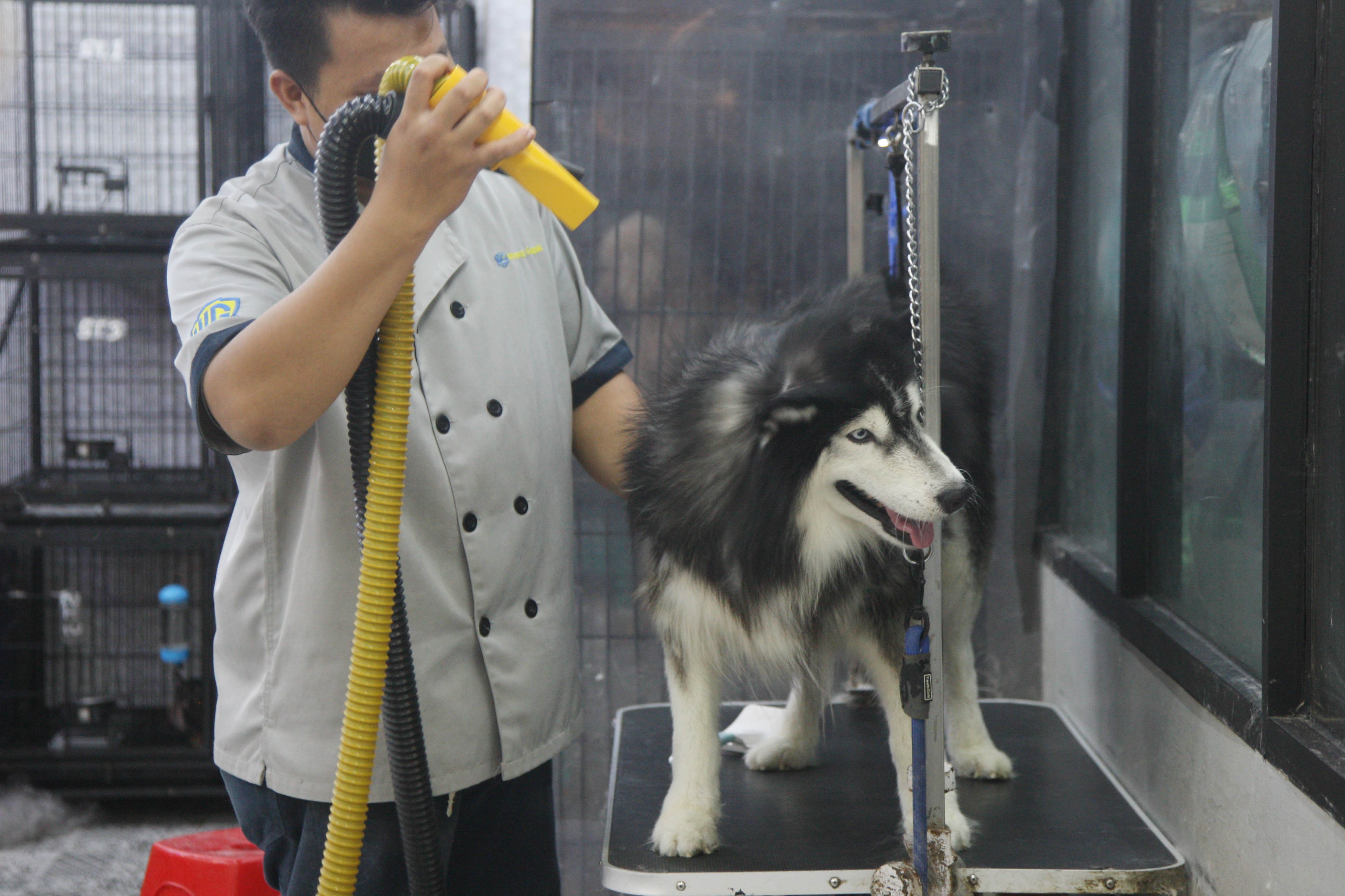 Salon Kecantikan Anjing
