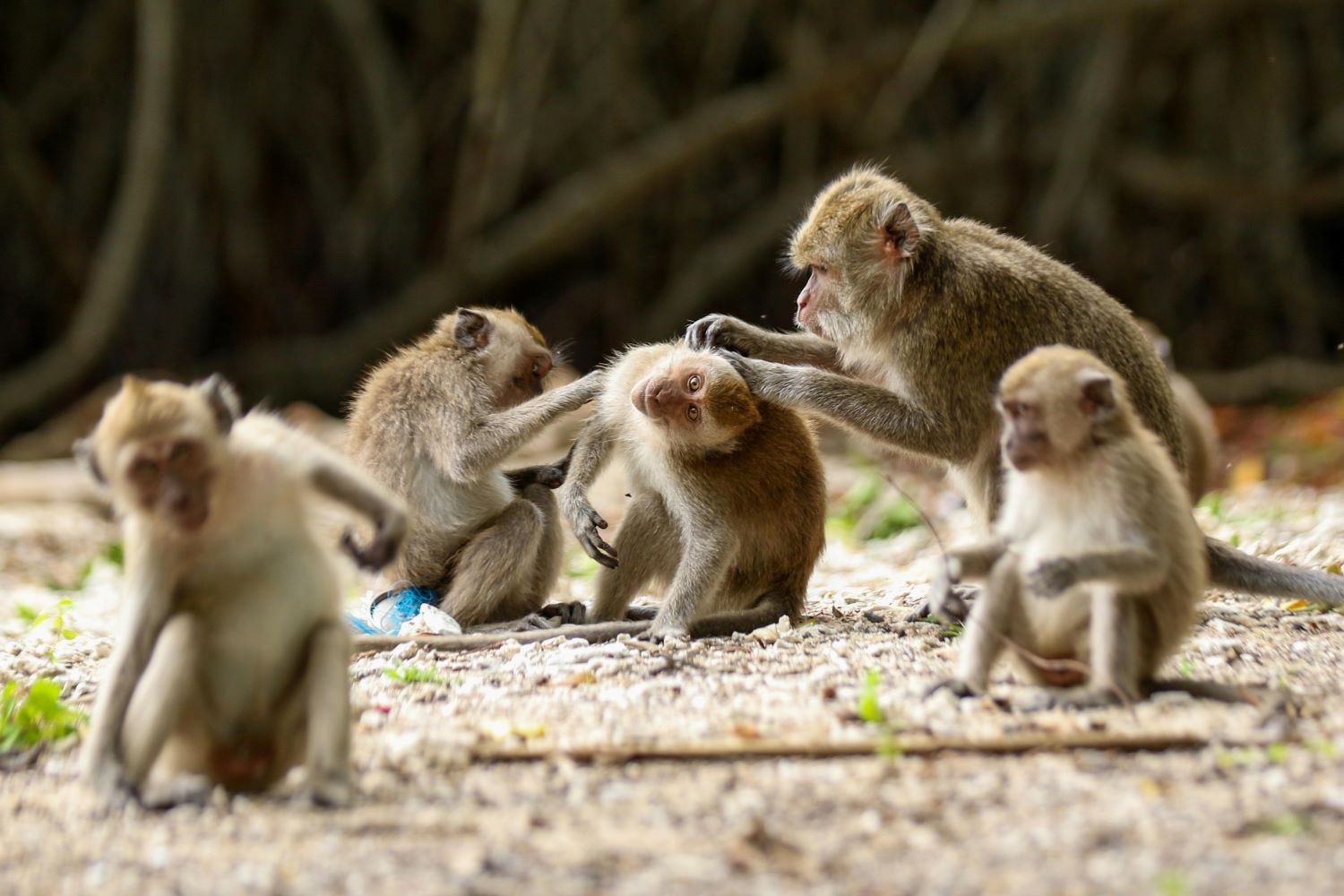 Populasi Monyet Ekor Panjang