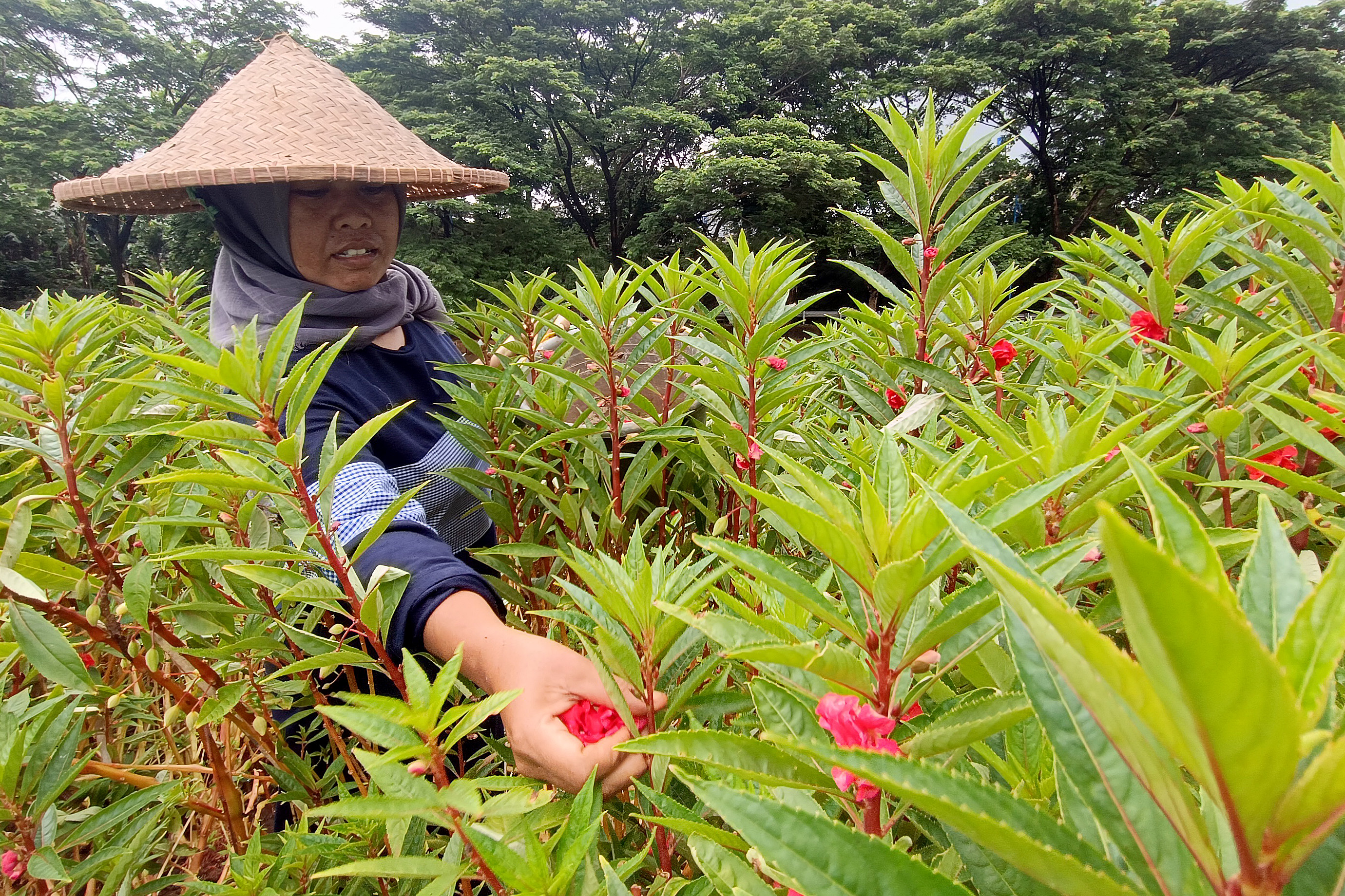 Memanfaatkan Bantaran Kali Pesanggrahan