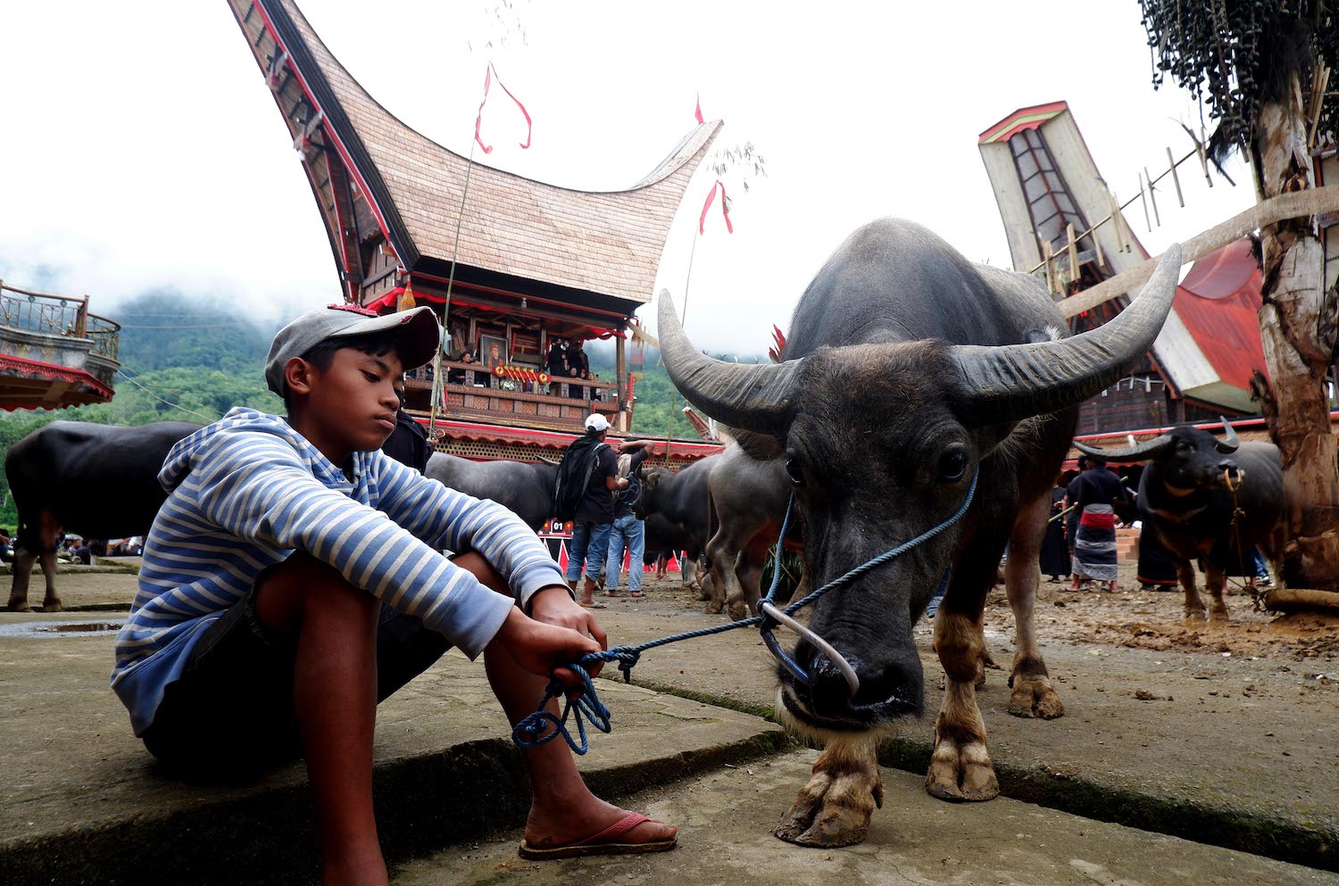 Prosesi Terima Tamu Rambu Solo di Toraja